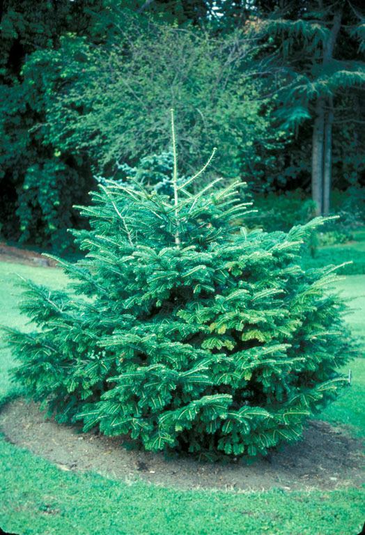 Abies alba - European fir, Silver fir | San Francisco Botanical Garden