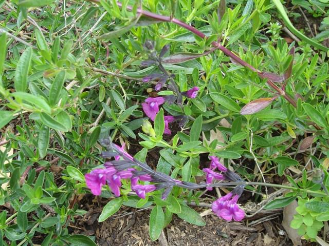 Salvia muelleri - Royal purple sage | San Francisco Botanical Garden