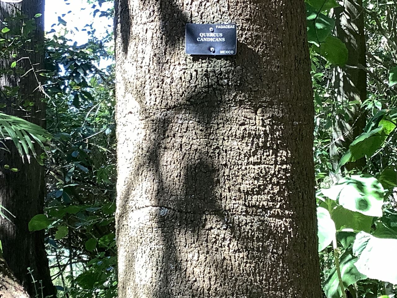 Quercus calophylla | San Francisco Botanical Garden