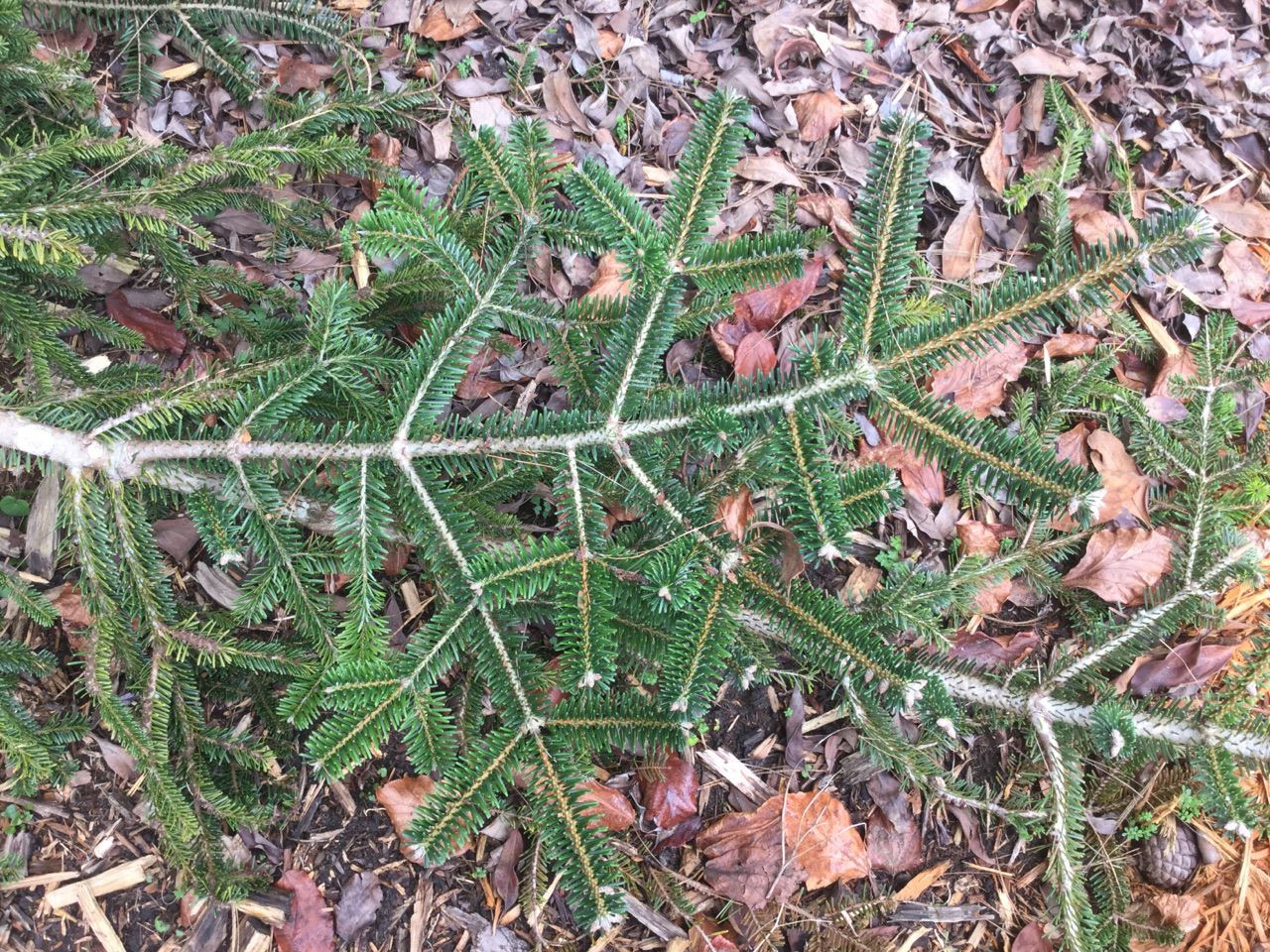 Abies alba - European fir, Silver fir | San Francisco Botanical Garden