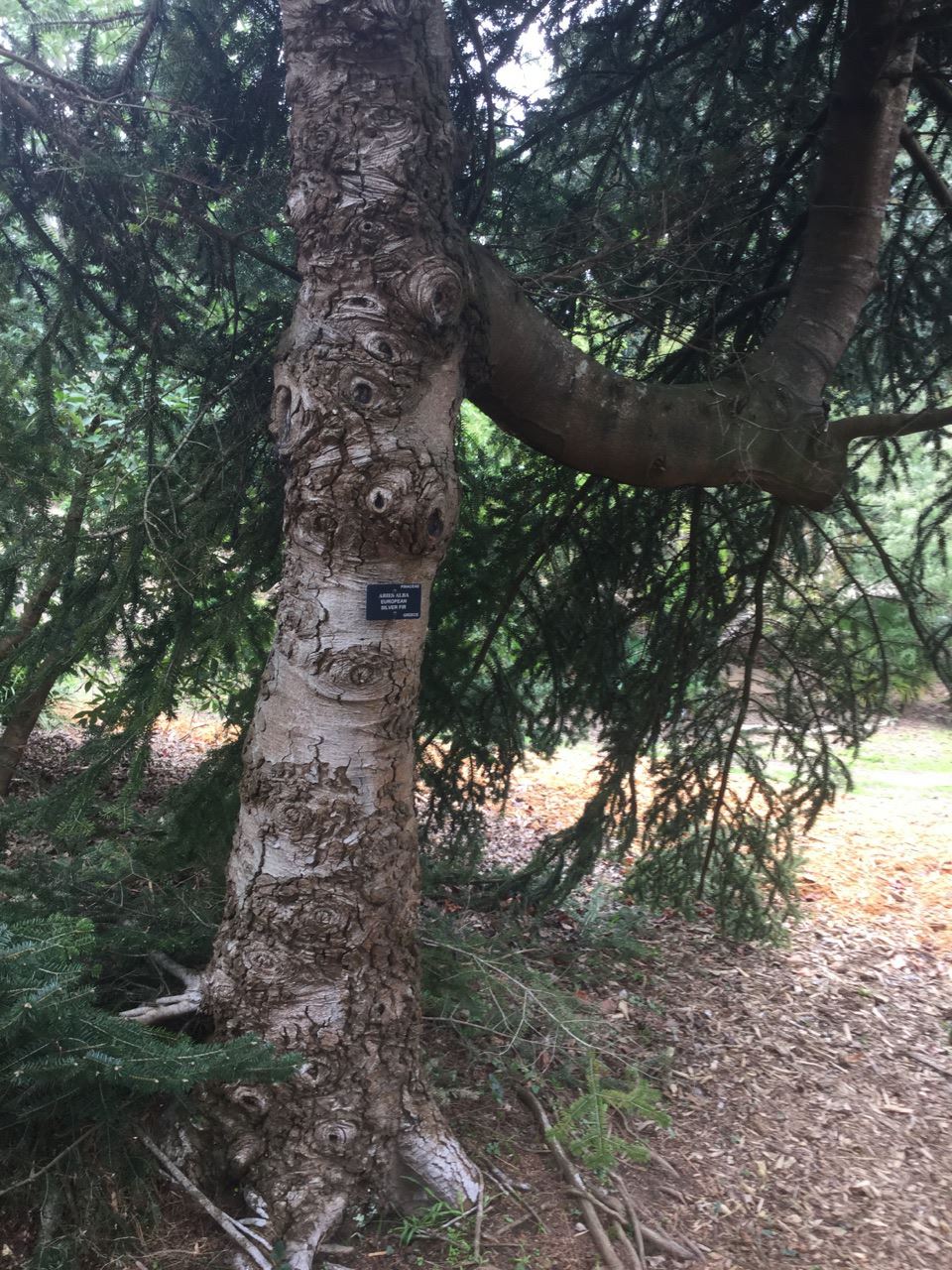 Abies alba - European fir, Silver fir | San Francisco Botanical Garden