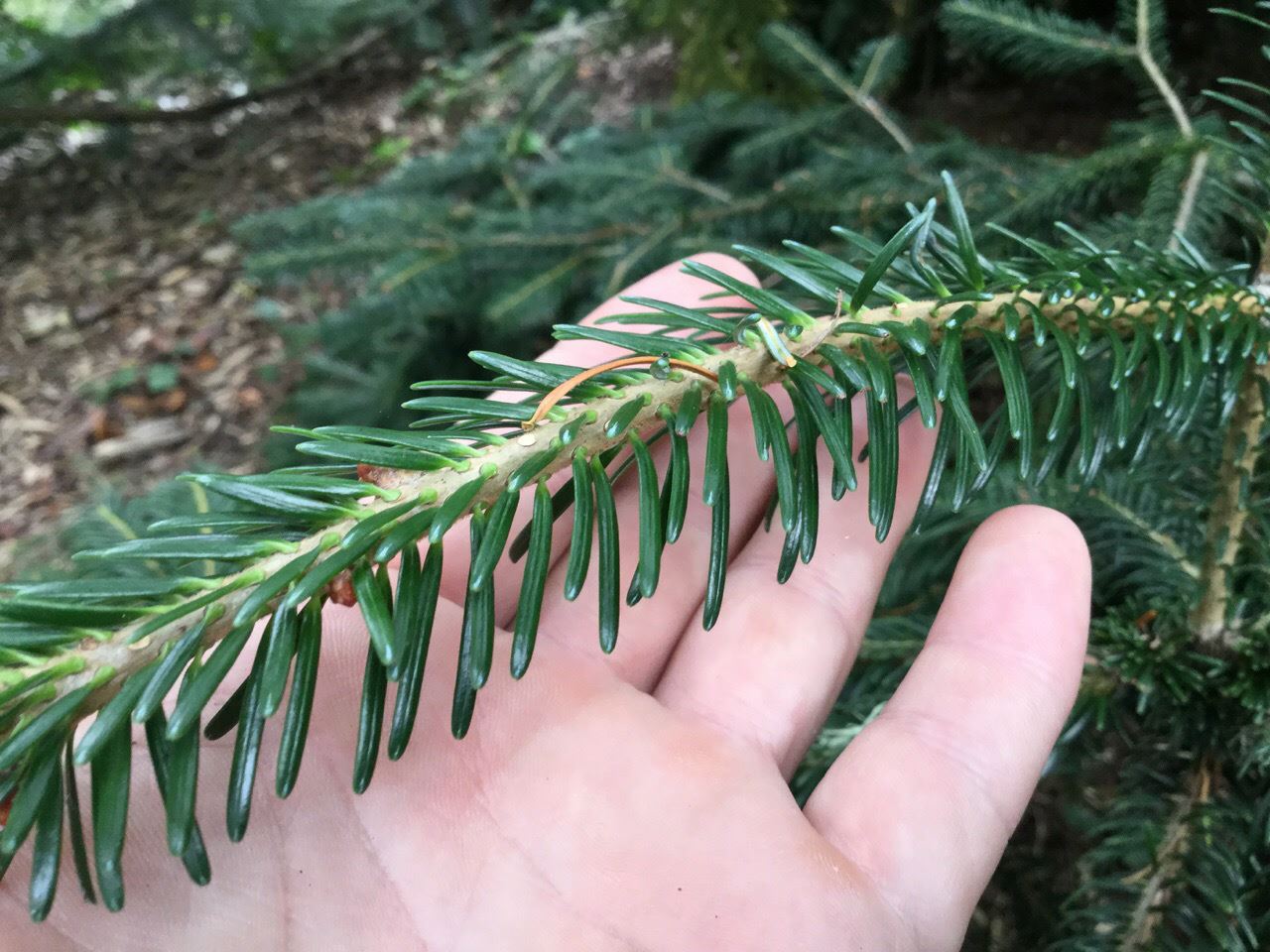 Abies alba - European fir, Silver fir | San Francisco Botanical Garden