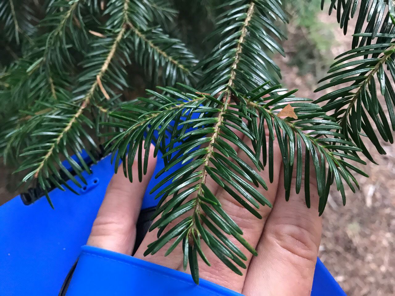 Abies alba - European fir, Silver fir | San Francisco Botanical Garden