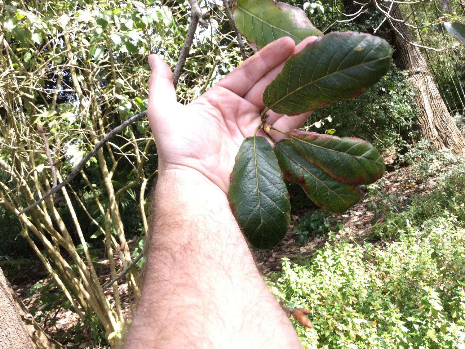 Quercus calophylla | San Francisco Botanical Garden